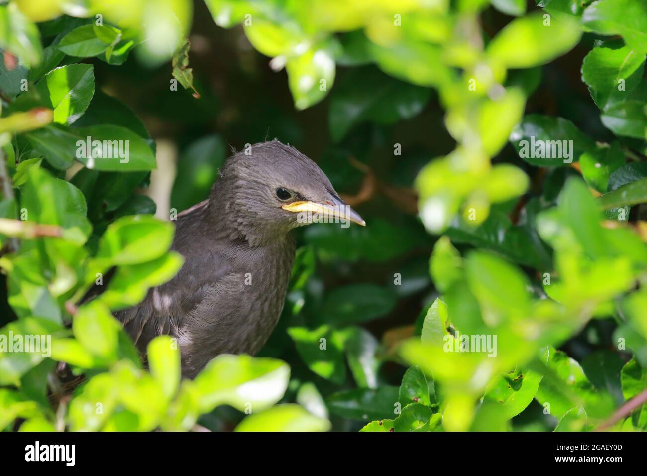 In hiding. European Starling fledgling, sturnus vulgaris, sheltering in ...