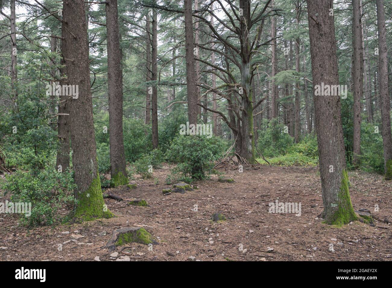 Bonnieux, Provence/France; Jul. 28, 2021. The way of the cedar. Hiking ...