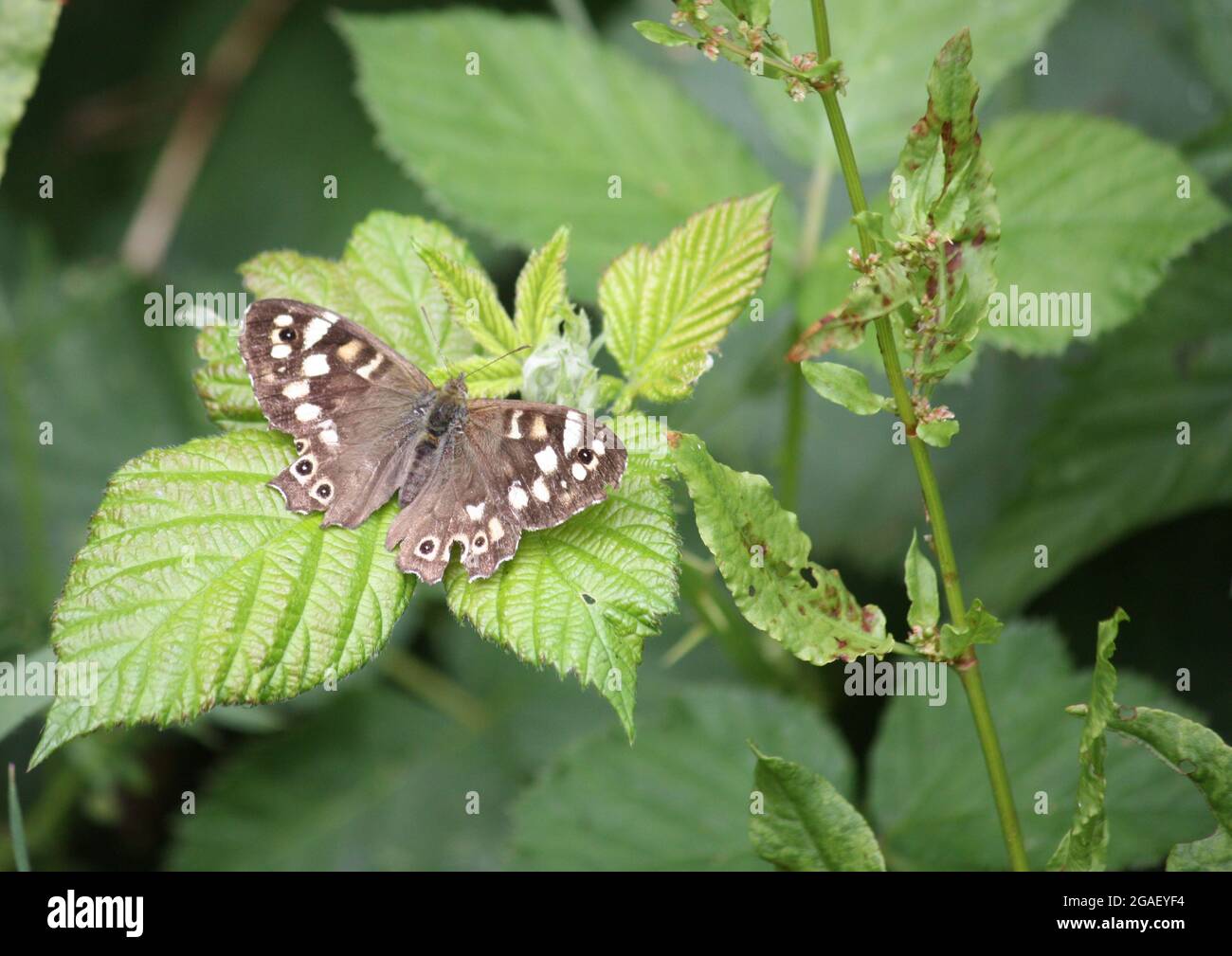 White british butterfly hi-res stock photography and images - Alamy