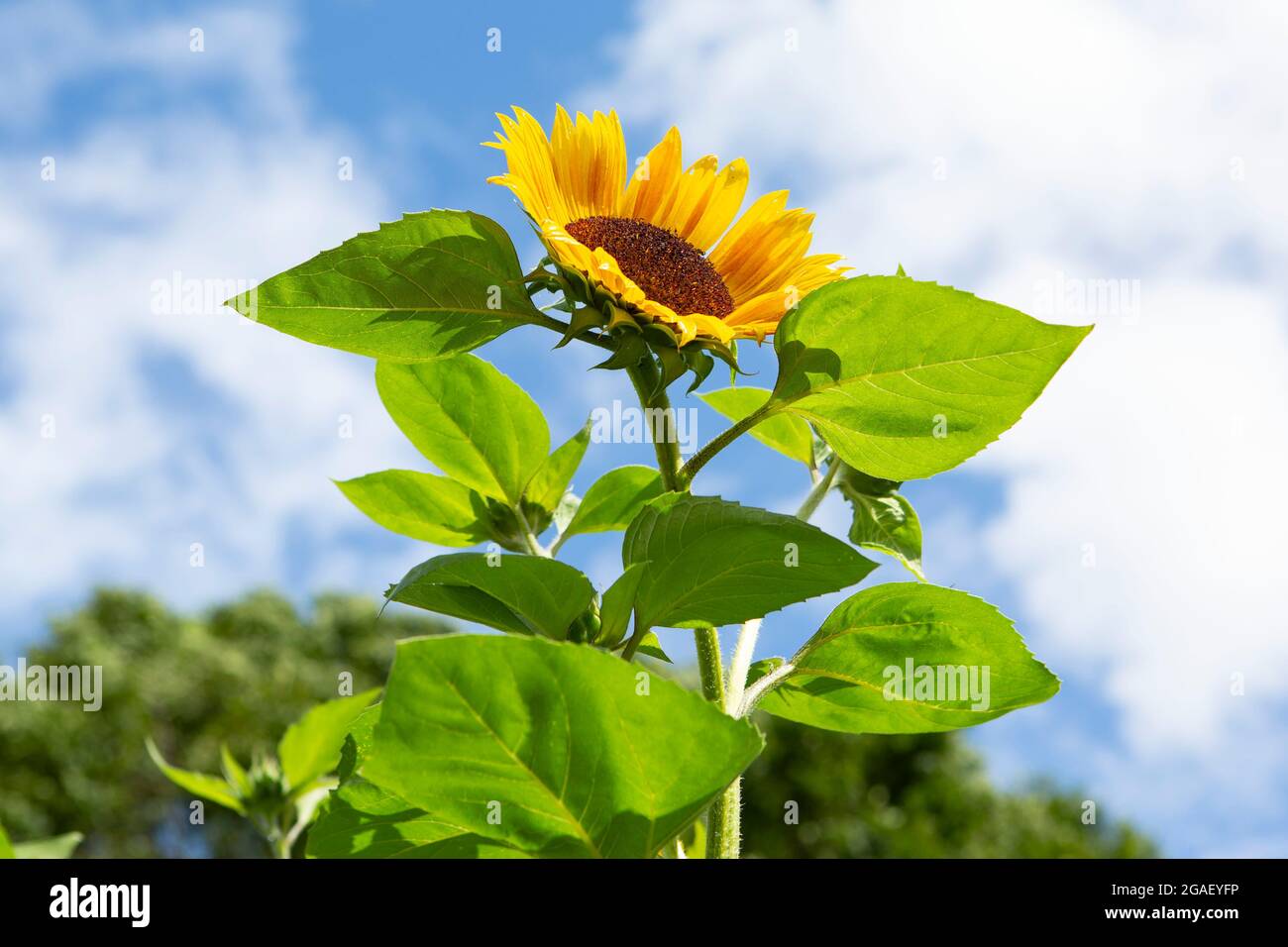 Sunflower giant single hi-res stock photography and images - Alamy