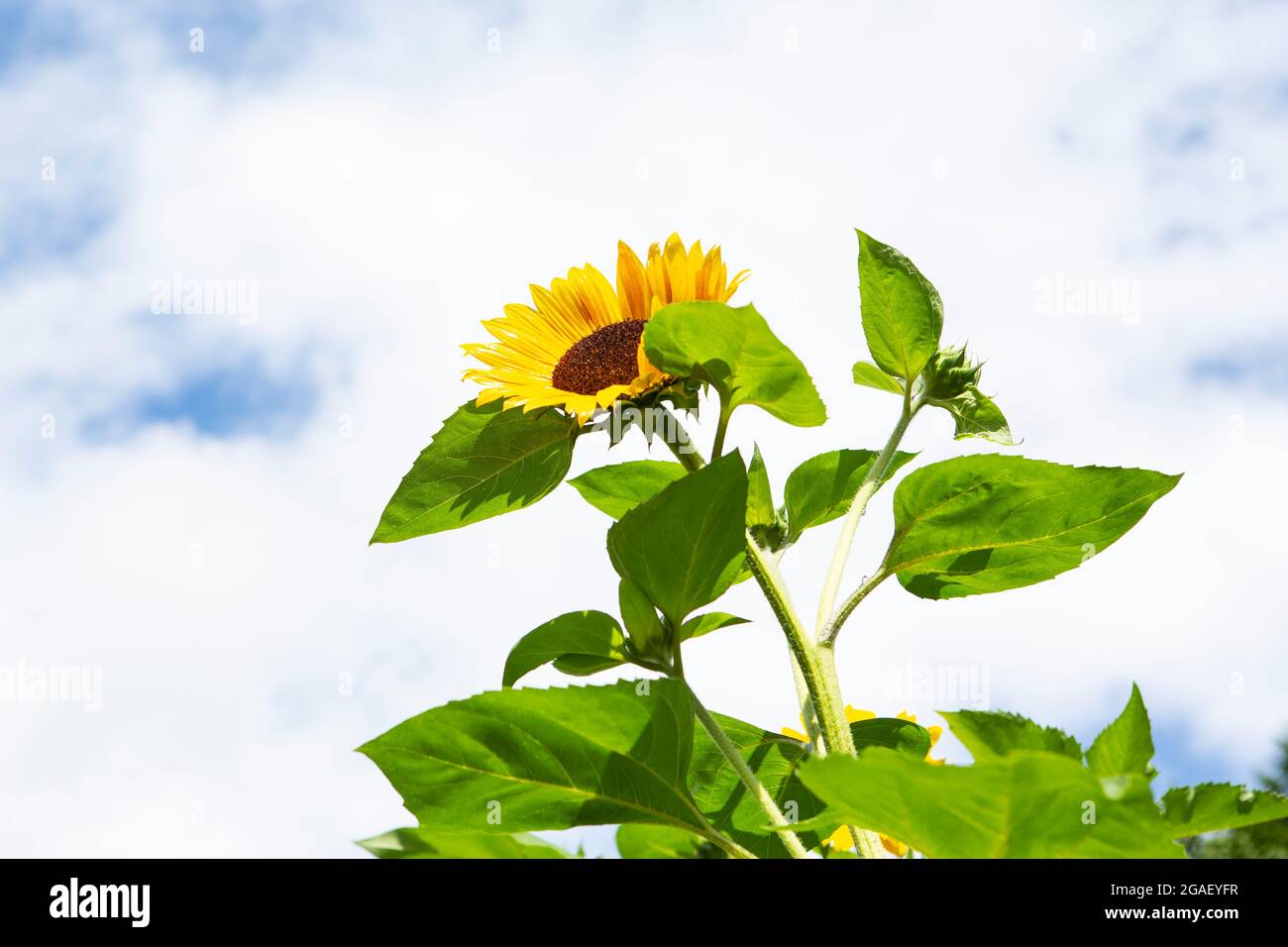 Single giant sunflower against a cloudy blue sky Stock Photo - Alamy