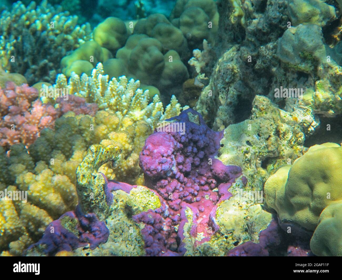 Underwater photography of the Red Sea reefs in South Sinai Stock Photo ...