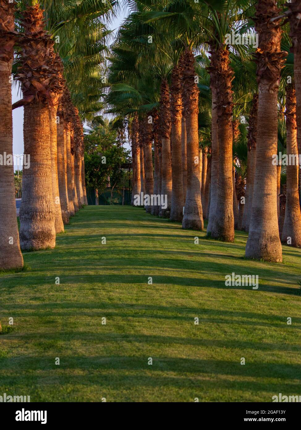 Palm tree walk way hi-res stock photography and images - Alamy