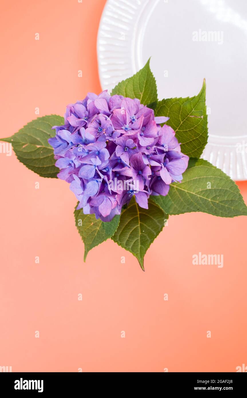 Vertical shot of hydrangeas in a vase with a paper plate on a peach ...
