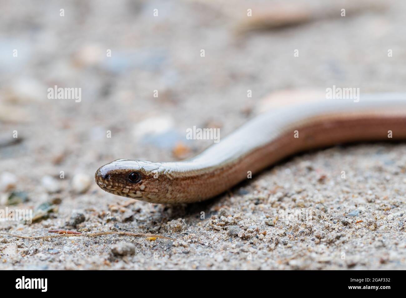 The slow worm (Anguis fragilis) is a reptile native to western Eurasia ...