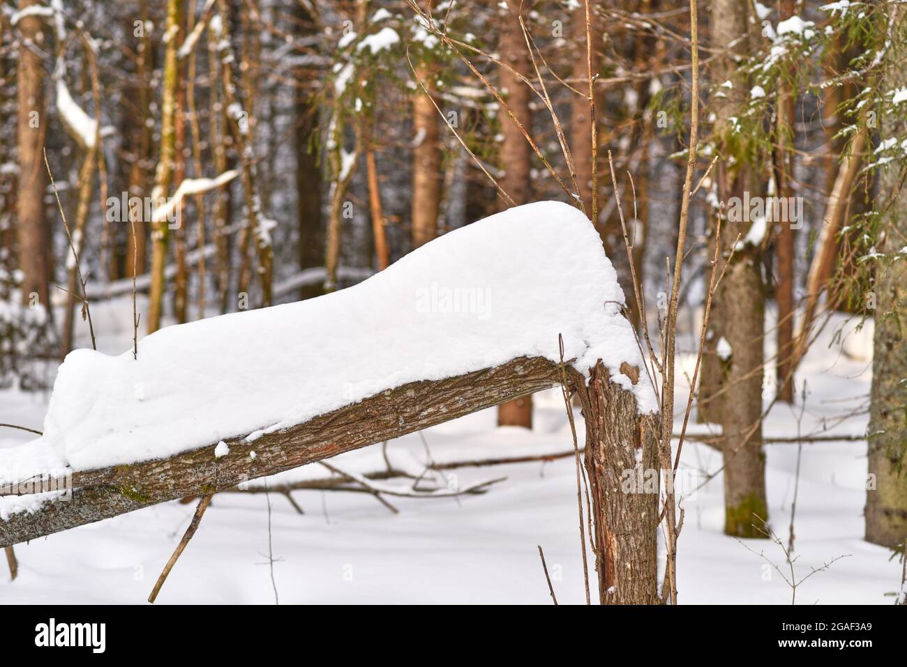 A tree trunk broken by a storm and covered in a snowdrift Stock Photo ...
