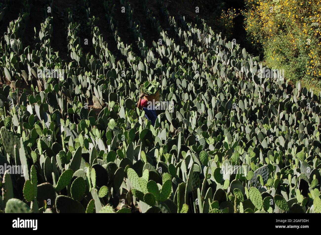 Nopal cactus field hi-res stock photography and images - Alamy