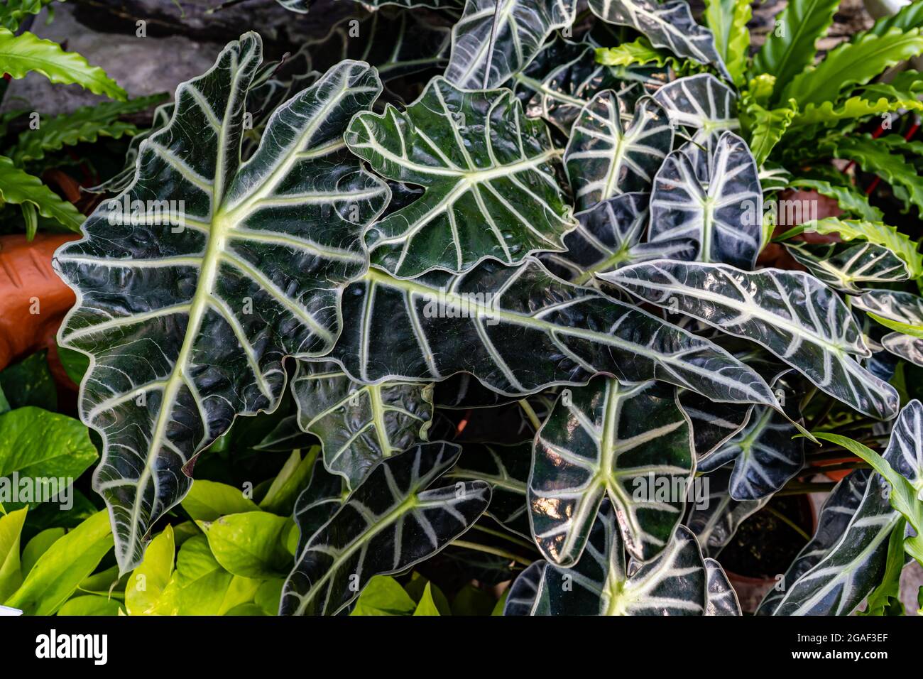 Closeup of the leaves of Kris Plant (Alocasia sanderiana Stock Photo ...