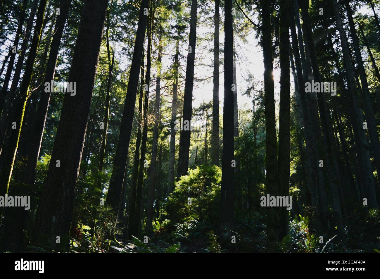 Portland oregon forest park trail hi-res stock photography and images ...