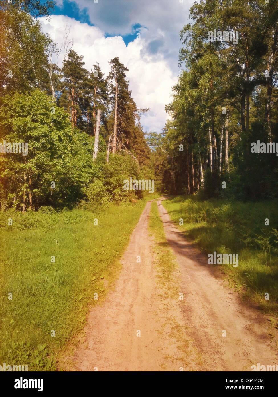 Forest path and blue cloudy sky in background Stock Photo - Alamy