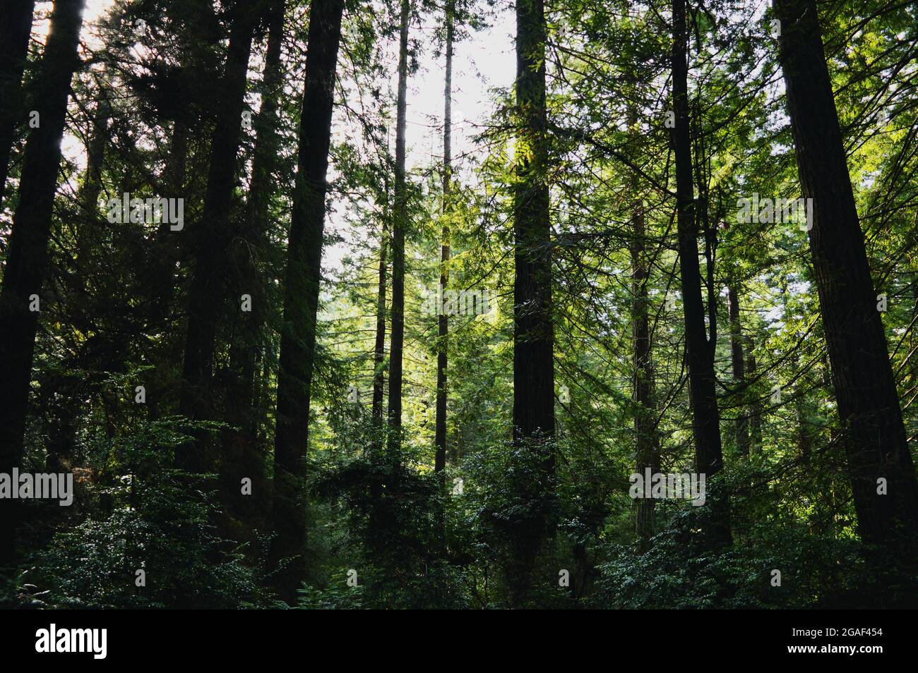 Sunlight through Green Redwood Forest in Northern California Stock ...