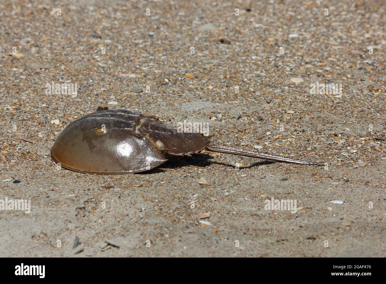 A lone horseshoe crab crossing the beach on the sand at the Outer Banks ...