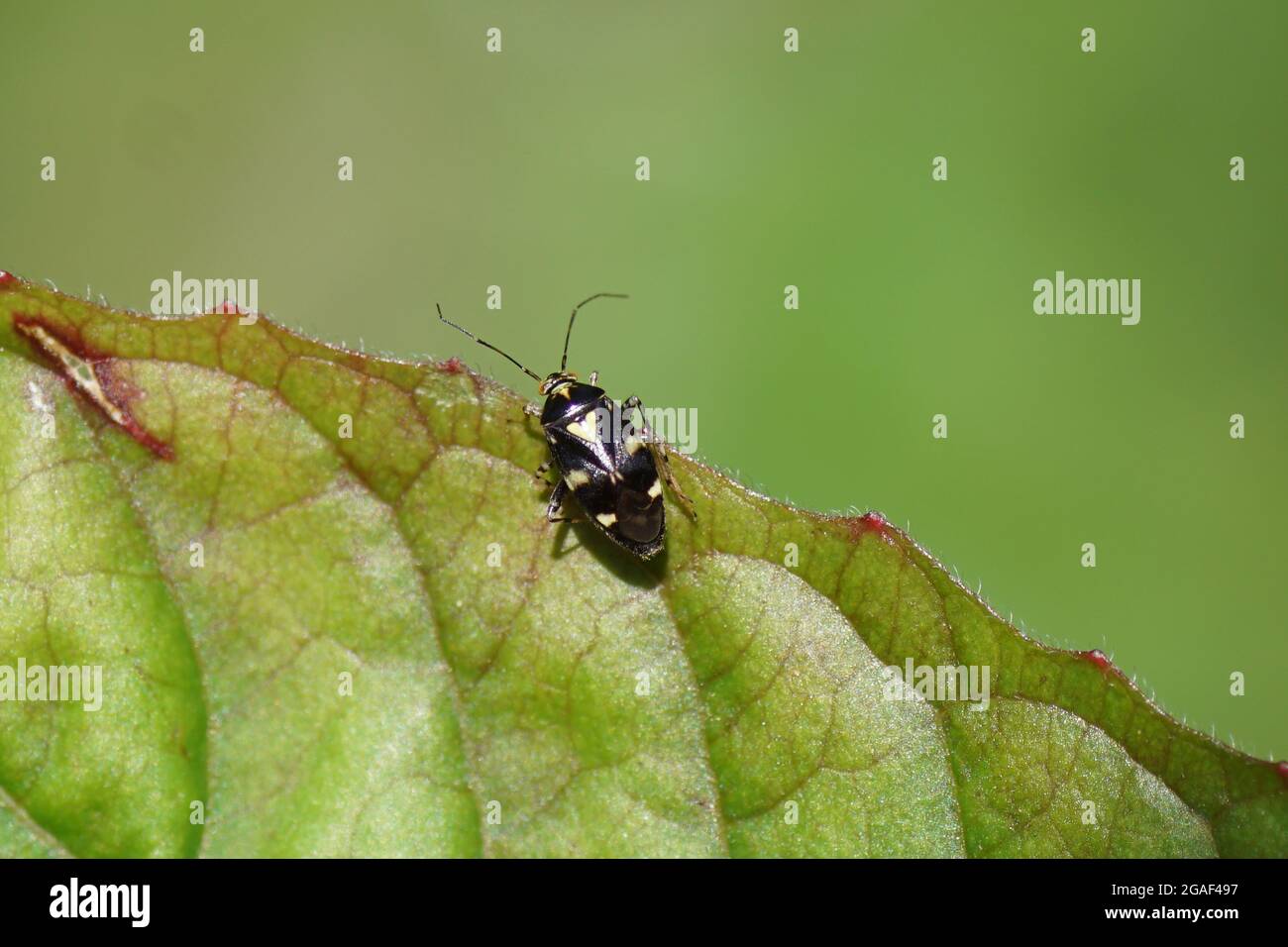Common nettle capsid hi-res stock photography and images - Alamy