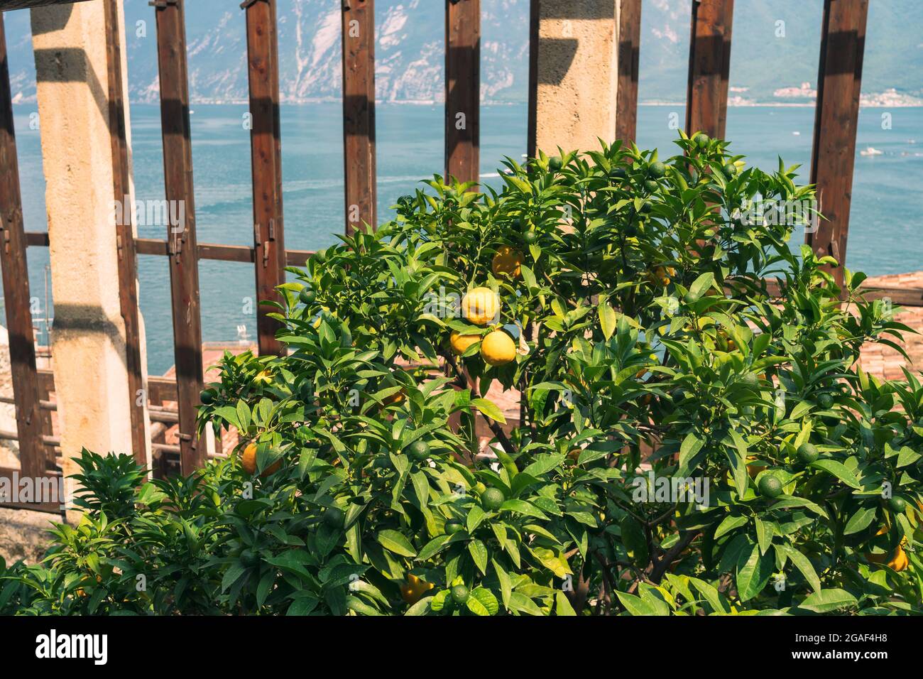 Old lemon trees hi-res stock photography and images - Alamy