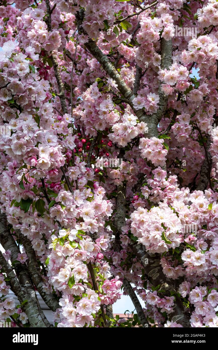 Blossom of flowing cherry tree - Prunus Stock Photo - Alamy