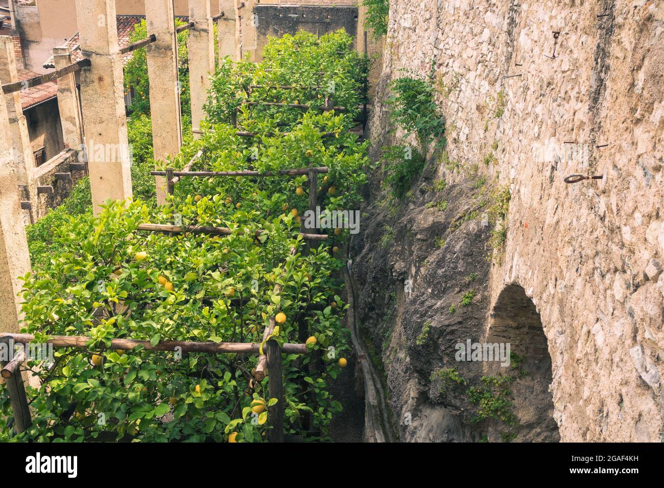 Peculiar garden full of lemon trees in the heart of Limone sul Garda ...