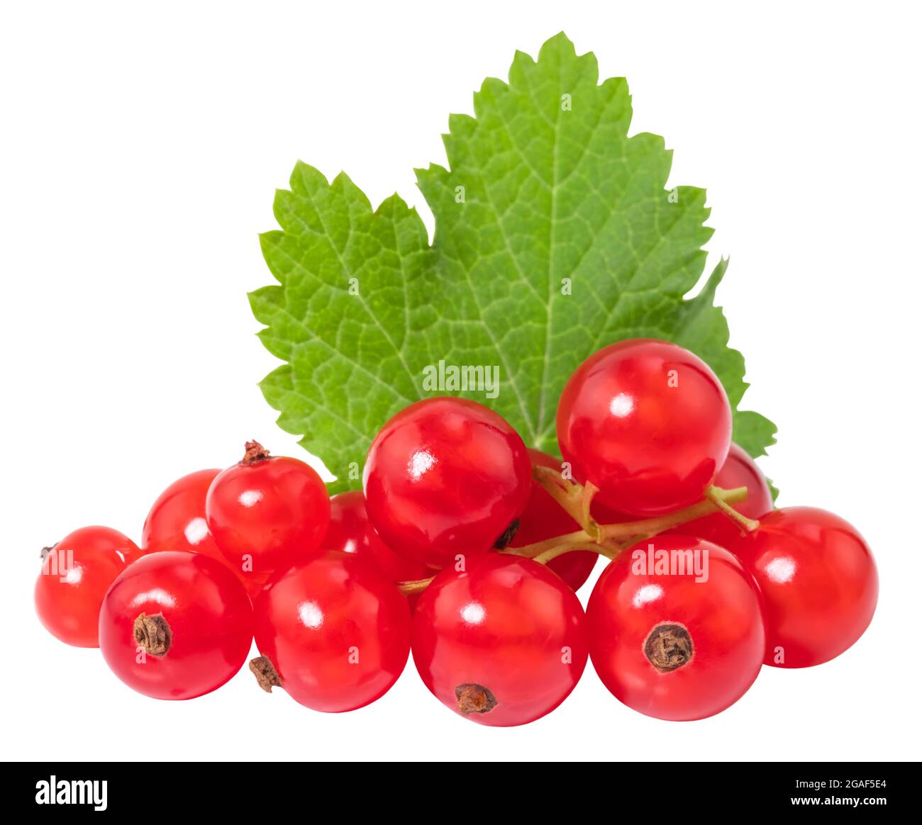 red currant isolated on the white background Stock Photo - Alamy
