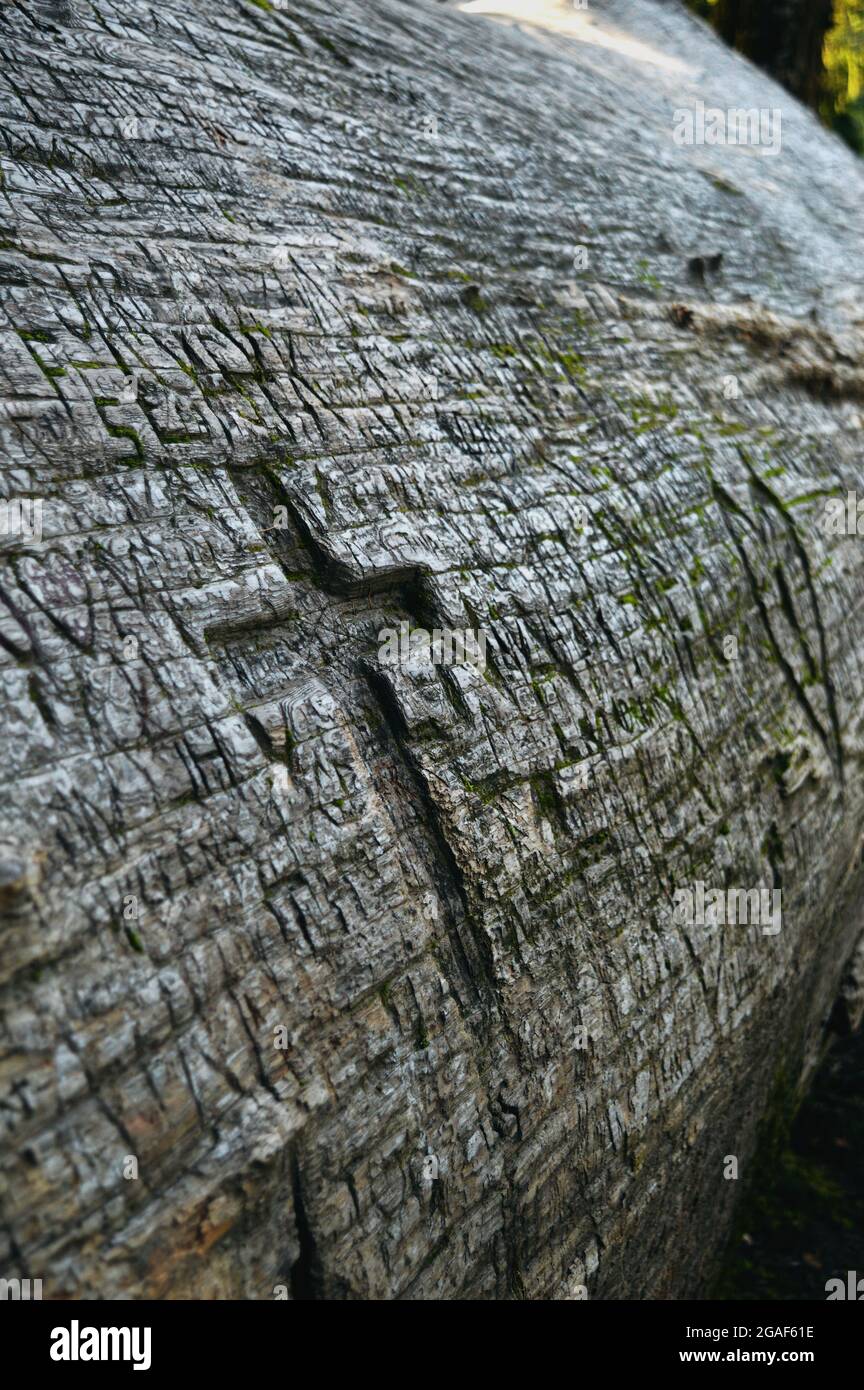 Inscriptions, Carvings and Christian Cross Vandalism on Old, Dead Tree ...