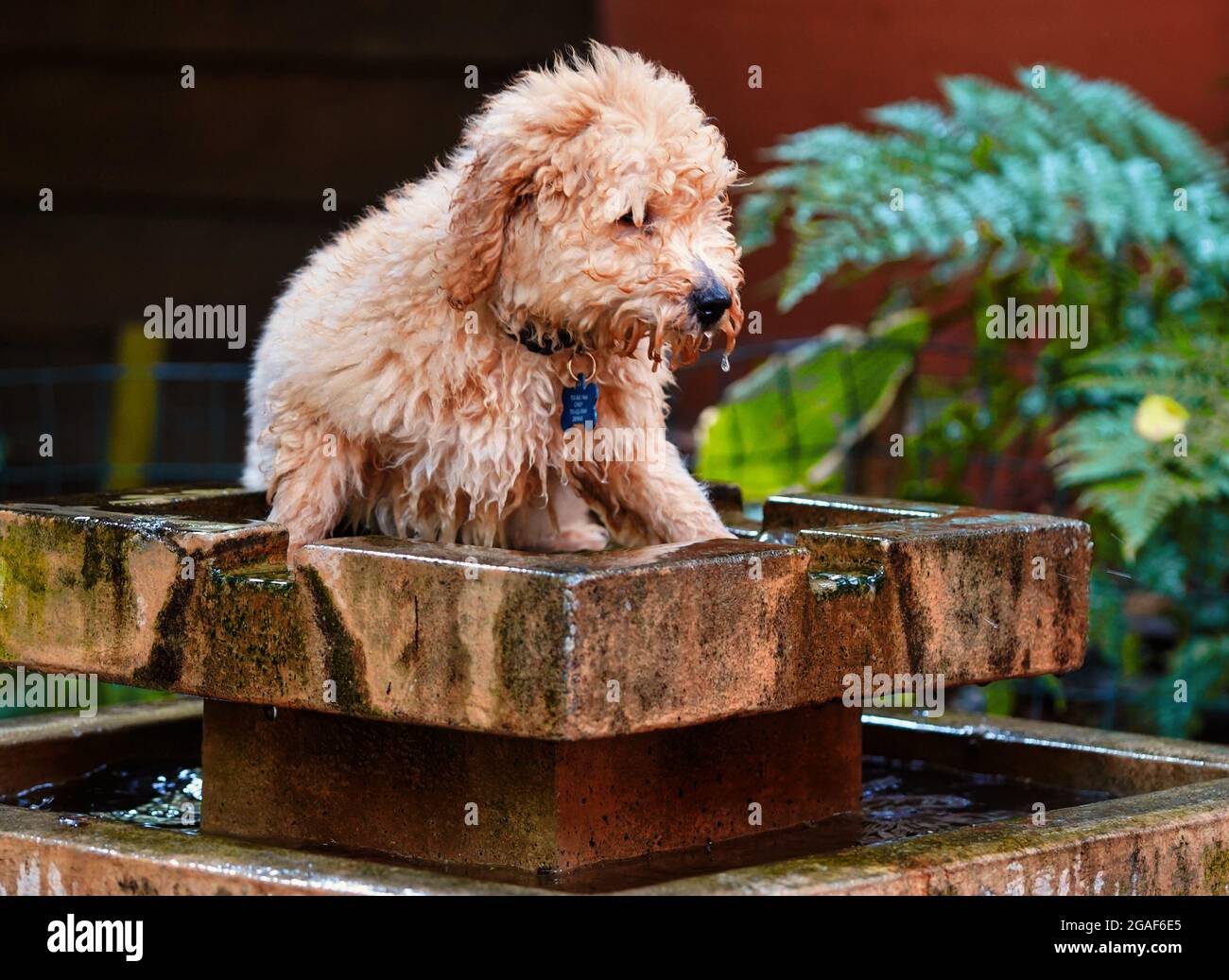 Barney, a mini Golden Doodle, attempts to cool down in a water fountain ...