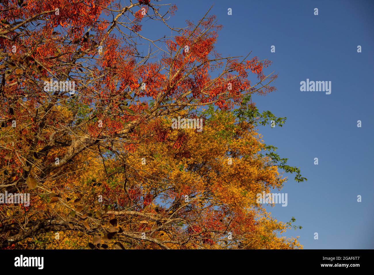 Two flowering trees - Mulungu - Erythrina mulungu e Feijão cru ...