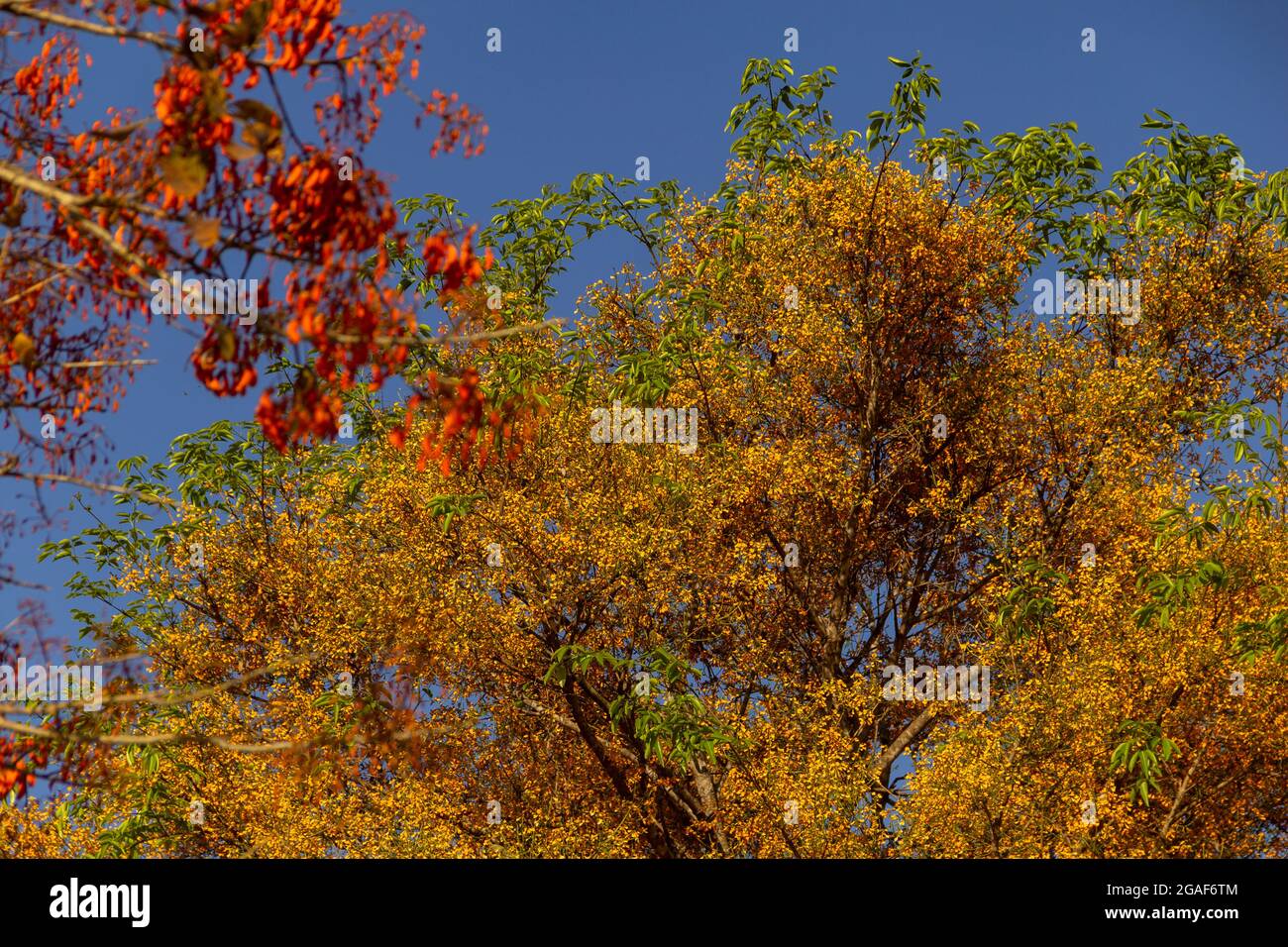 Two flowering trees - Mulungu - Erythrina mulungu e Feijão cru ...