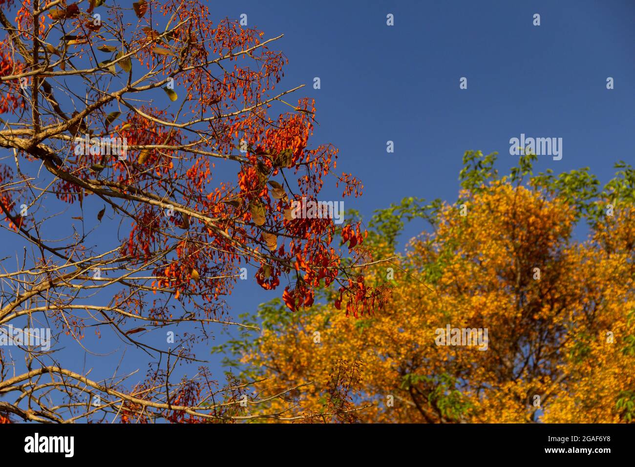 Two flowering trees - Mulungu - Erythrina mulungu e Feijão cru ...