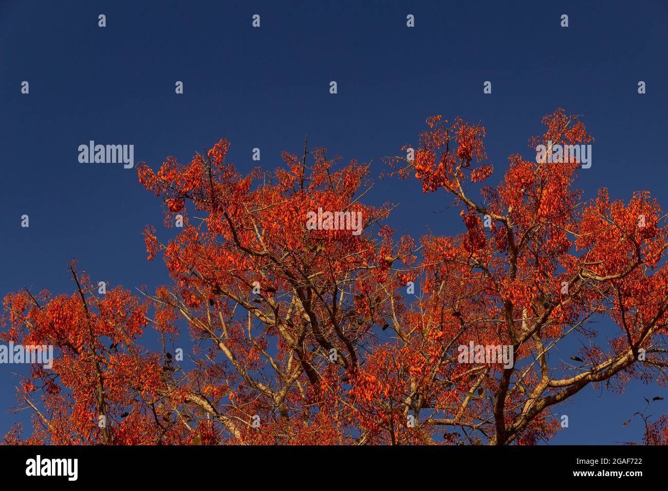 Botany blue sky hi-res stock photography and images - Alamy