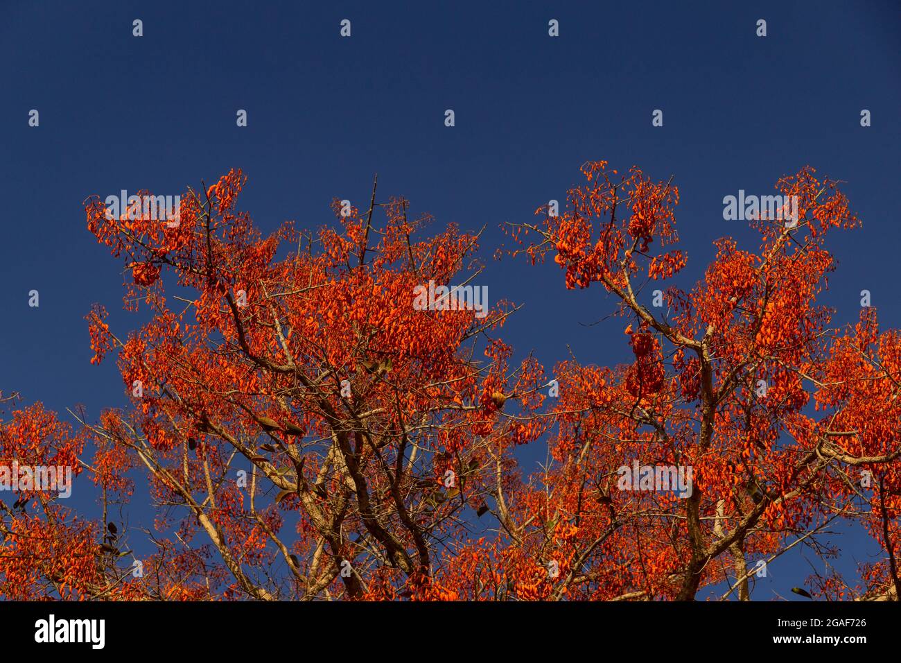 Mulungu tree hi-res stock photography and images - Alamy