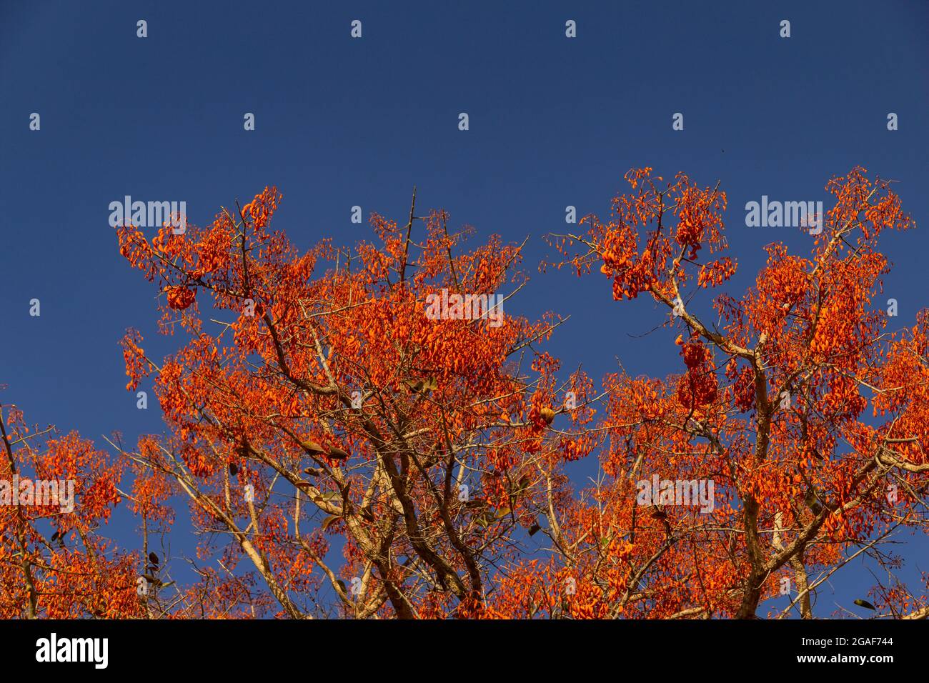 Erythrina mulungu. Flowering mulungu branches with blue sky in the ...
