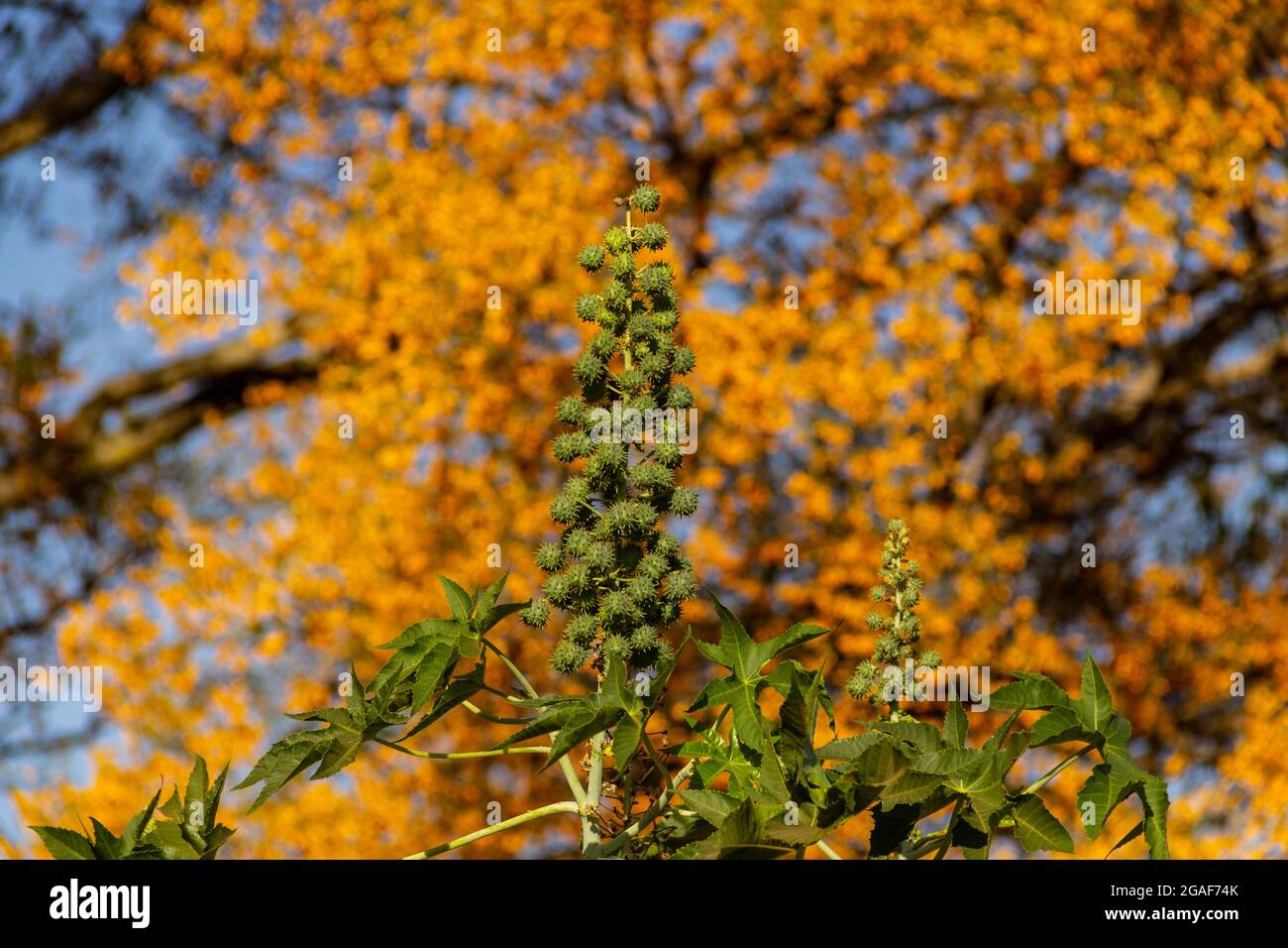 Mamona hi-res stock photography and images - Alamy