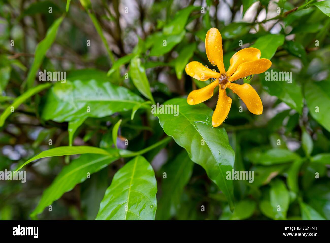 Closeup of a gardenia carinata flower surrounded by green leaves during ...