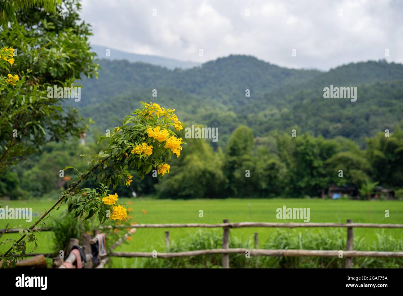 Japanese kerria (Kerria japonica) or Japanese marigold bush blooming in ...