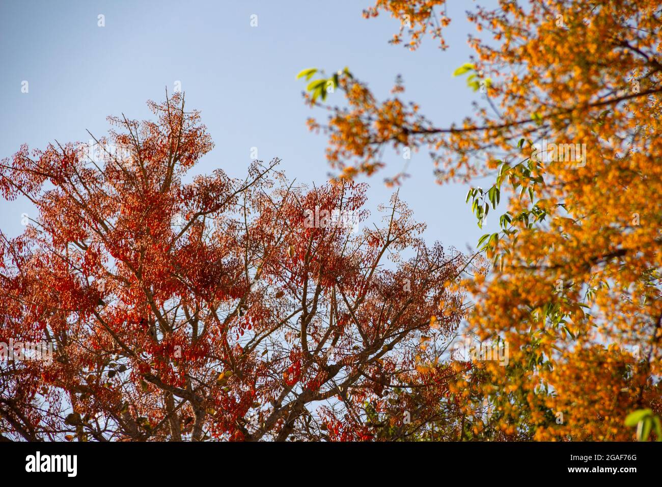 Two flowering trees - Mulungu - Erythrina mulungu e Feijão cru ...