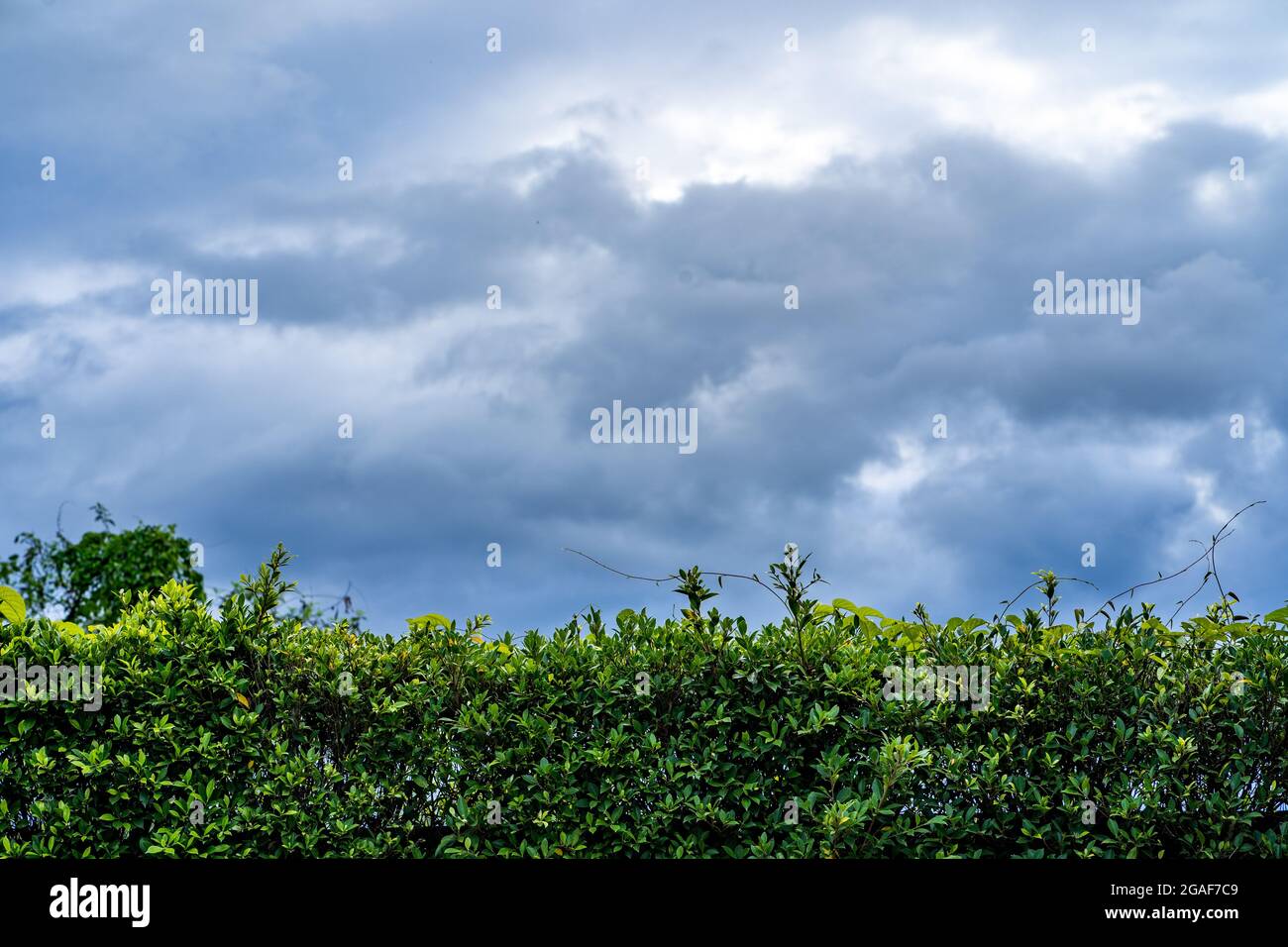 Ficus Annulata High Resolution Stock Photography and Images - Alamy