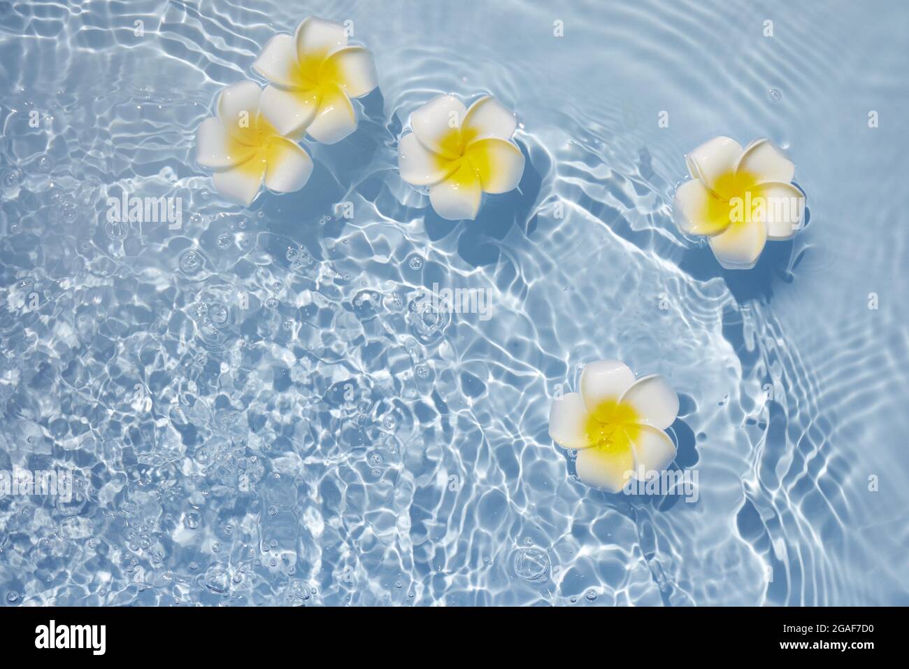 Top view Plumeria or frangipani on surface of water. Ripple of water ...