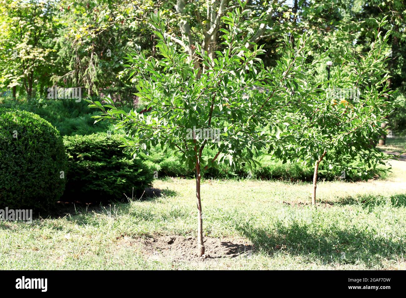 Forestry Solitaire High Resolution Stock Photography and Images - Alamy