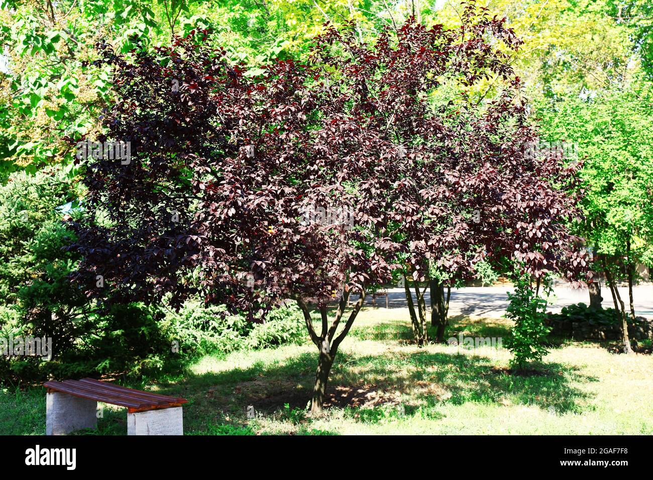 Beautiful big tree with purple leafs in the park Stock Photo - Alamy