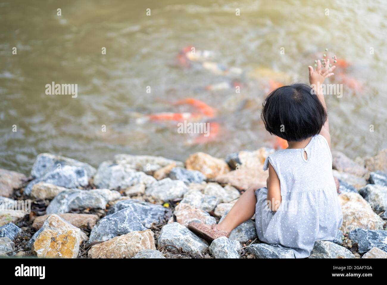 Little girl feeding colorful koi fishes at a pond Stock Photo - Alamy