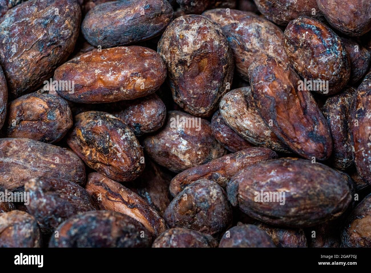 Dry roasted organic cocoa beans for the best gourmet chocolate as ...