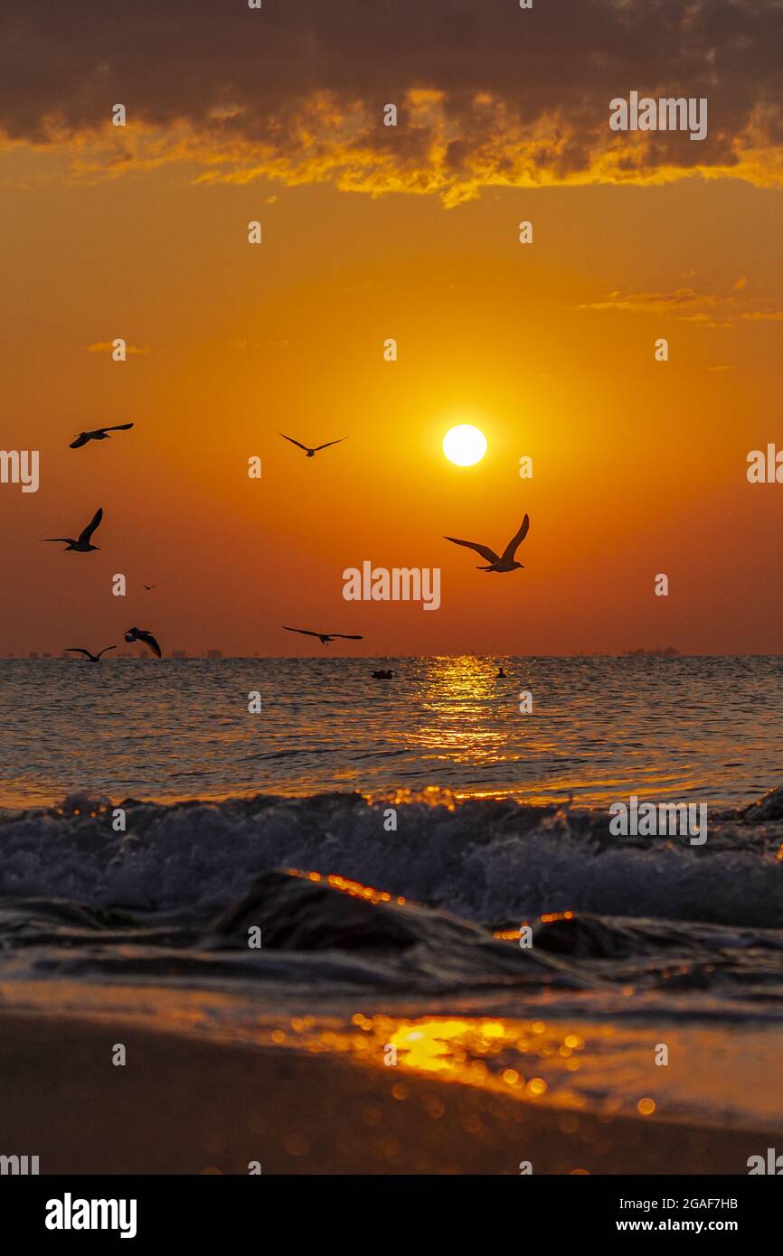 Vertical shot of birds flying over a beautiful sunset at sea with ...