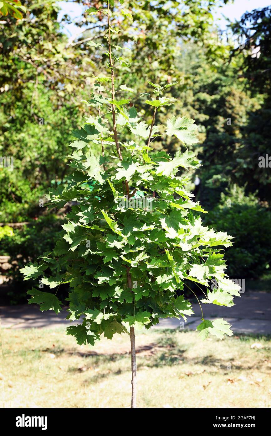 Forestry Solitaire High Resolution Stock Photography and Images - Alamy