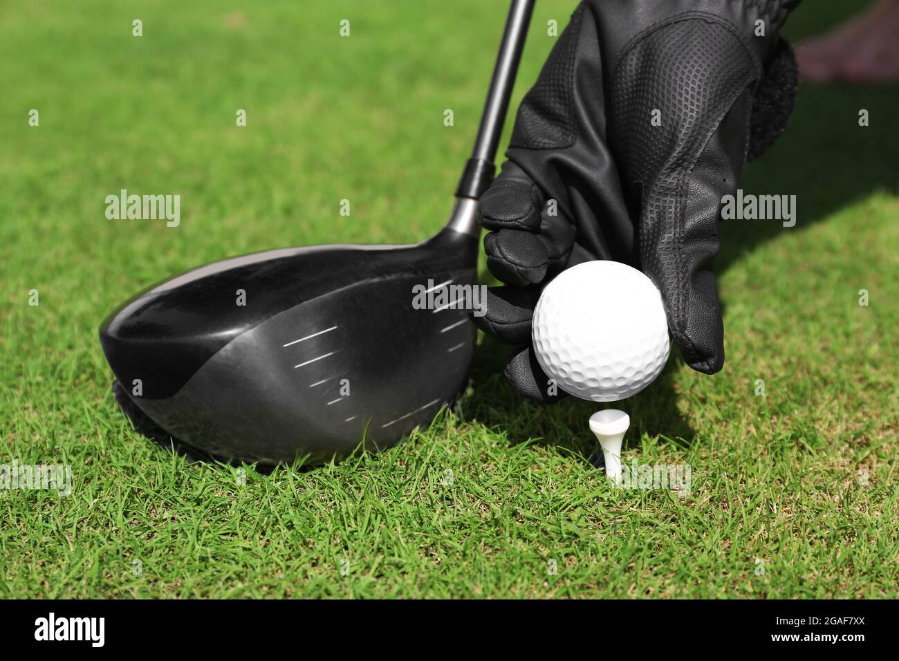 Hand in black glove with golf club and ball on green grass background ...