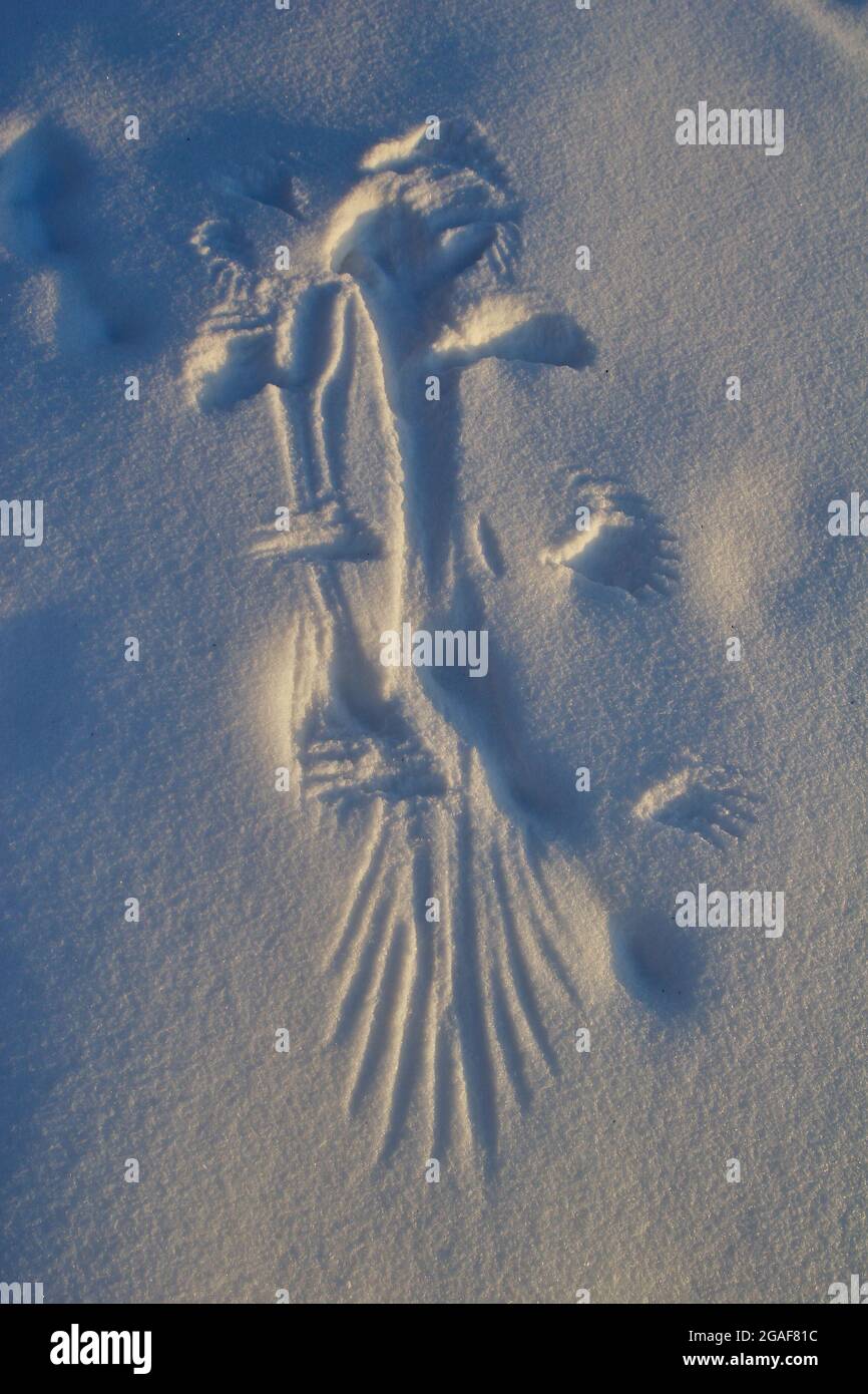 Birds landing trace hi-res stock photography and images - Alamy