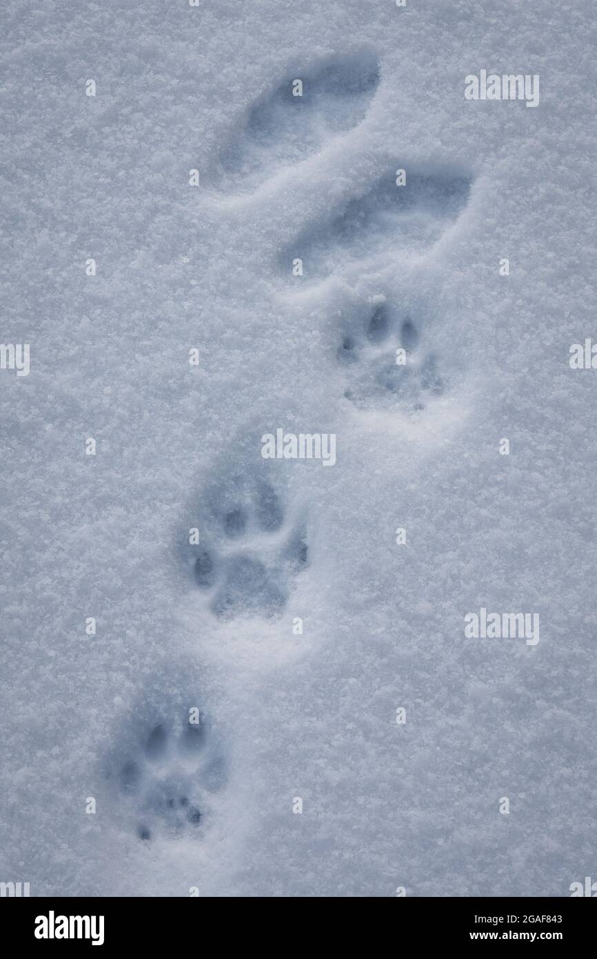Lynx track hi-res stock photography and images - Alamy