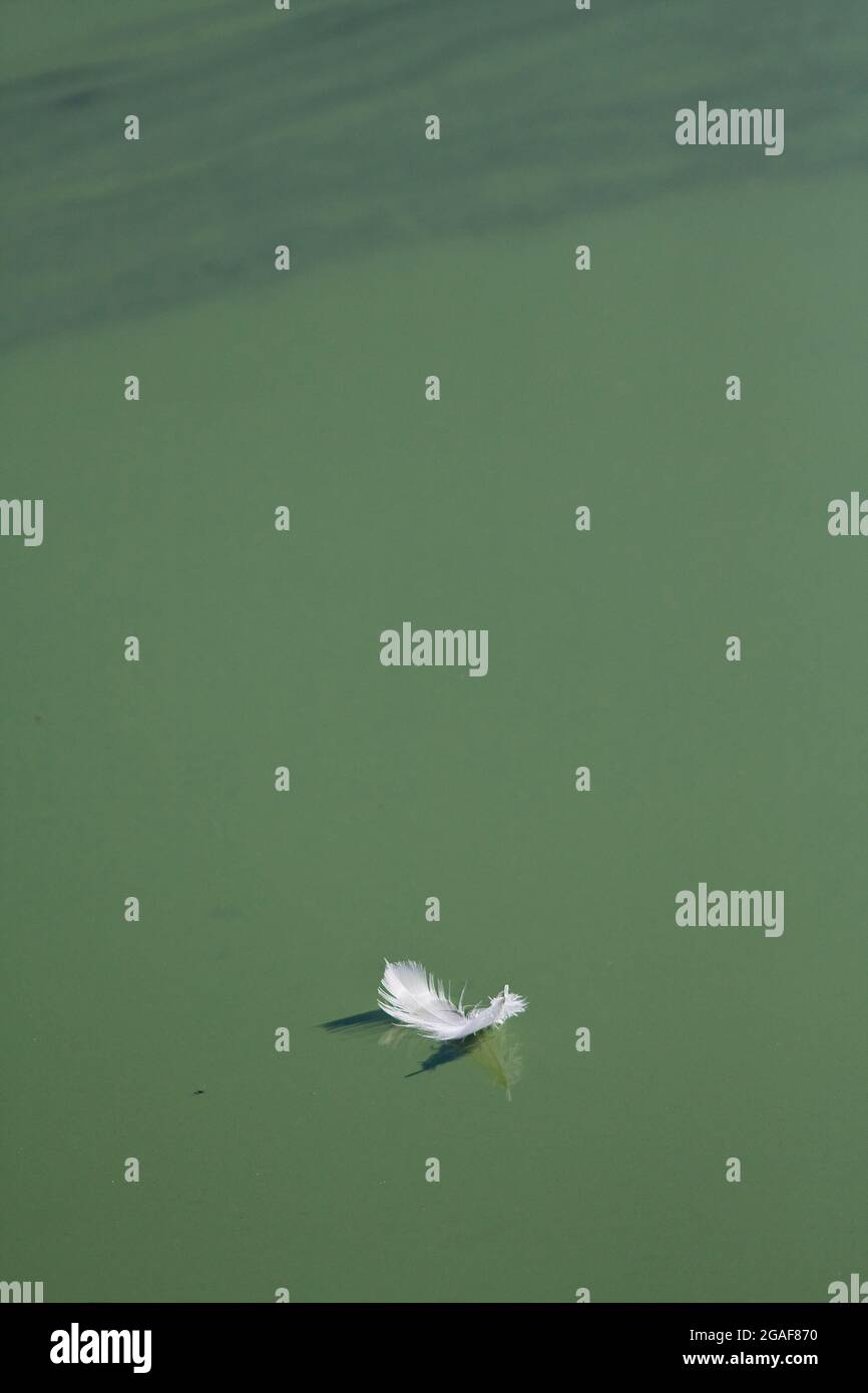 Microscopic view of green algae hi-res stock photography and images - Alamy