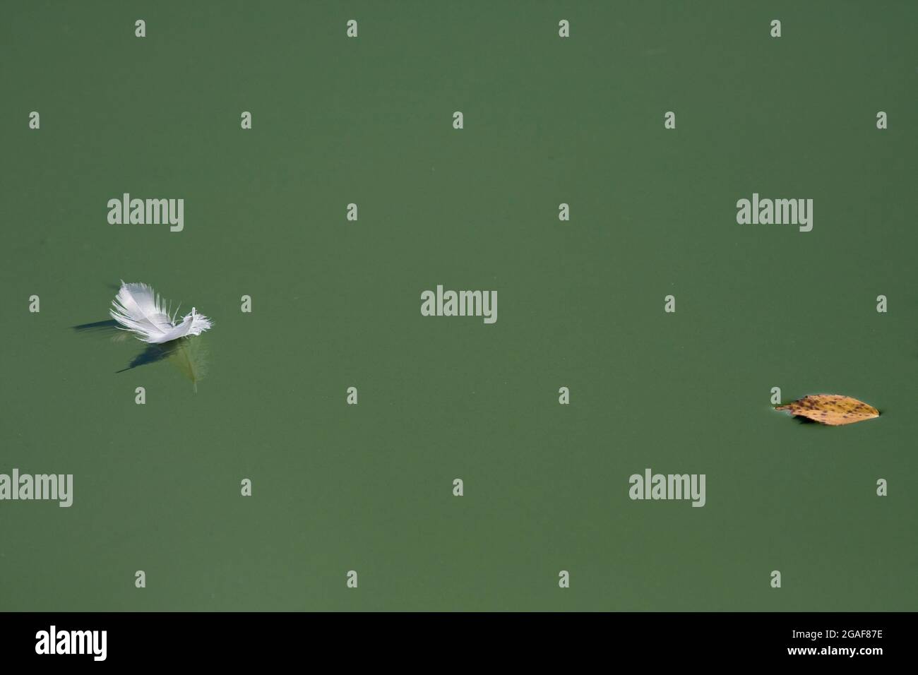 Algae Microscopic View High Resolution Stock Photography and Images - Alamy