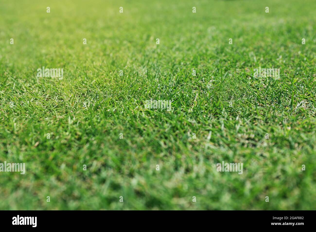 Green grass golf course background Stock Photo - Alamy
