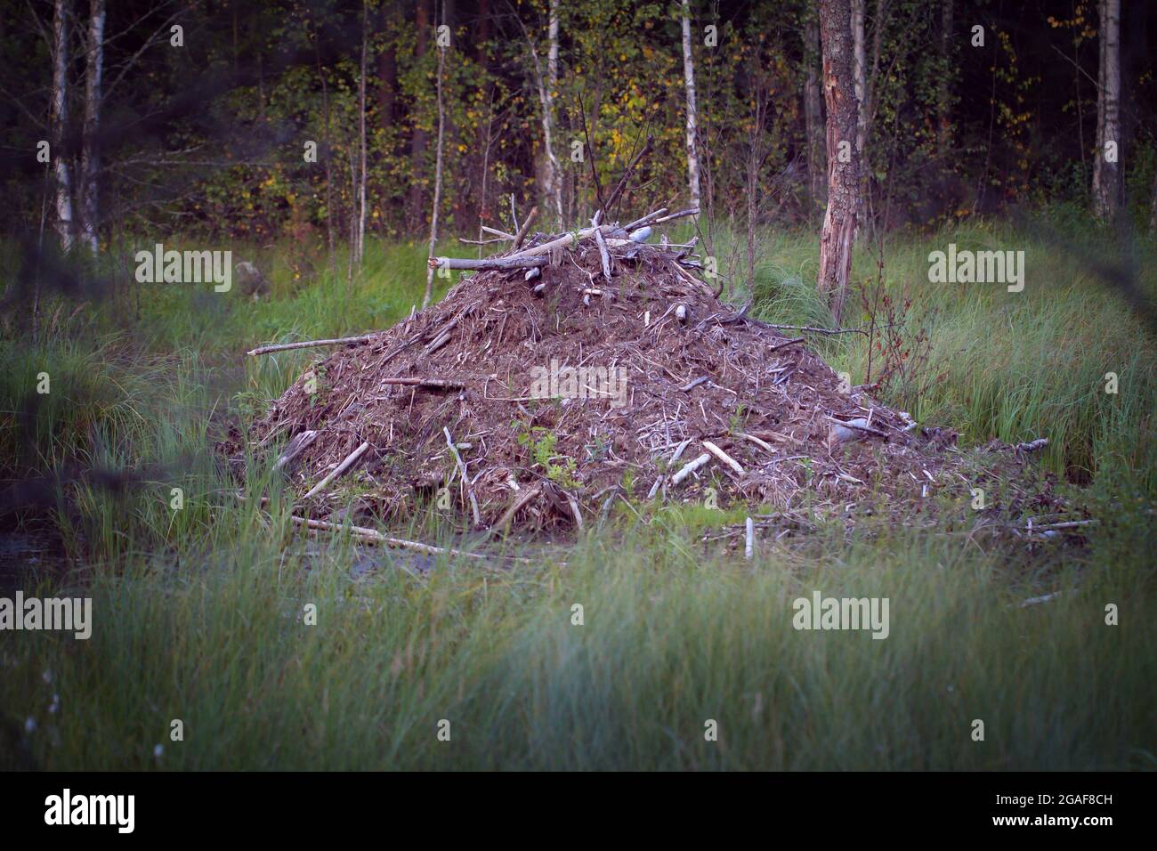 Beavers Nest High Resolution Stock Photography and Images - Alamy