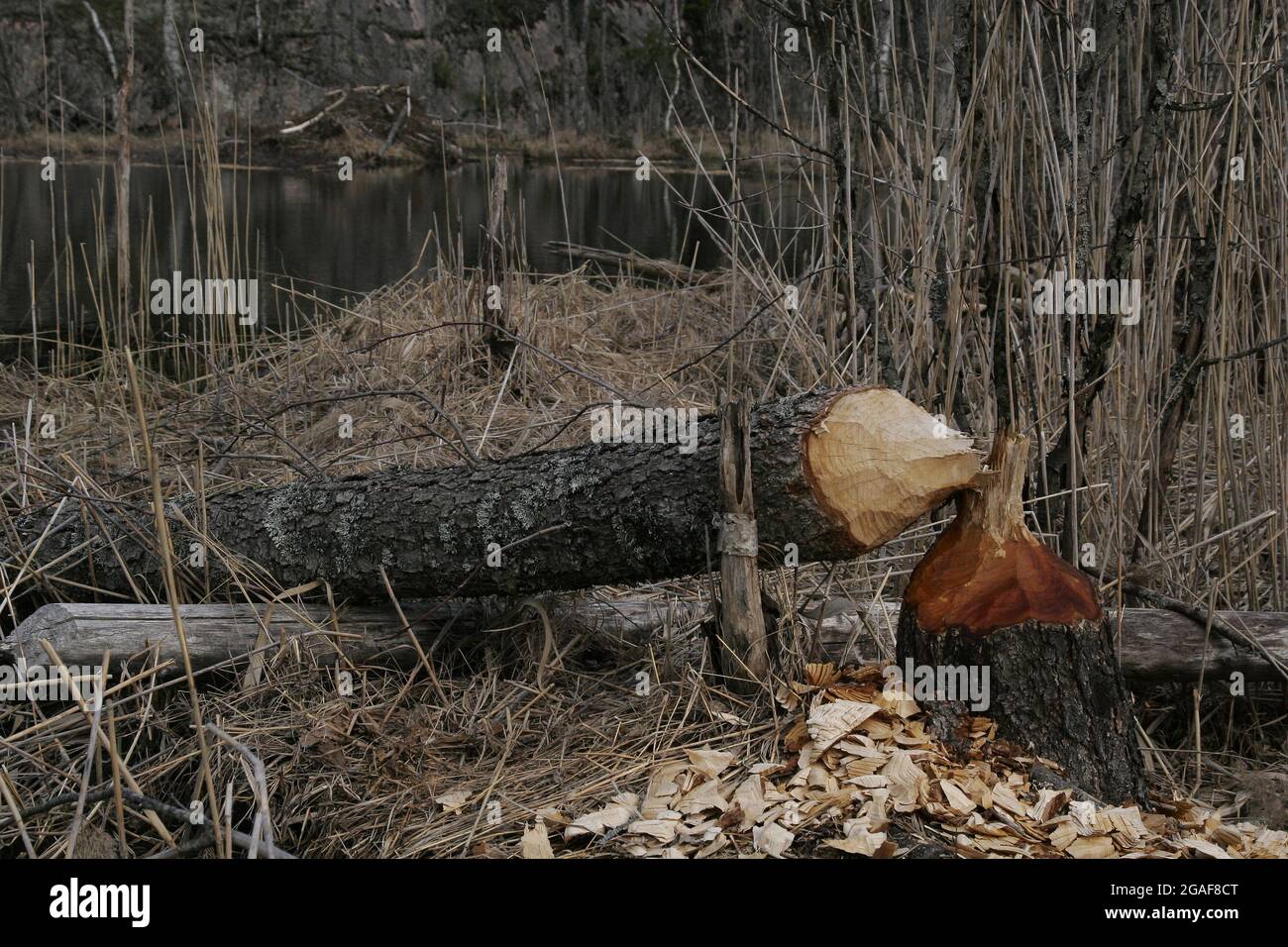 Tree cut by a beaver hi-res stock photography and images - Alamy