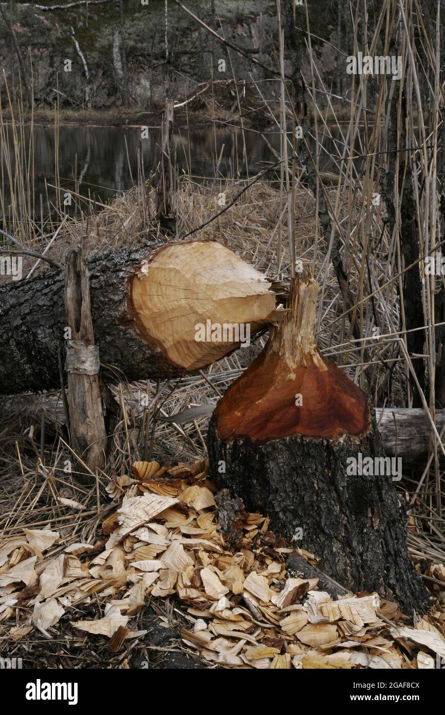 Tree cut by a beaver hi-res stock photography and images - Alamy